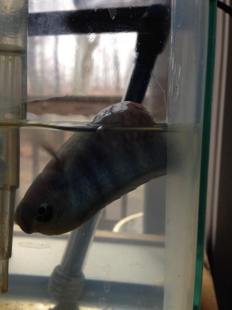 Cichlid lump on side, cannt find anything similar online! | Cichlid ... Cichlid lump on side, cannt find anything similar online! | Cichlid ...